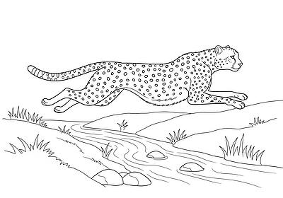 African Animal Coloring Pages - Kivios